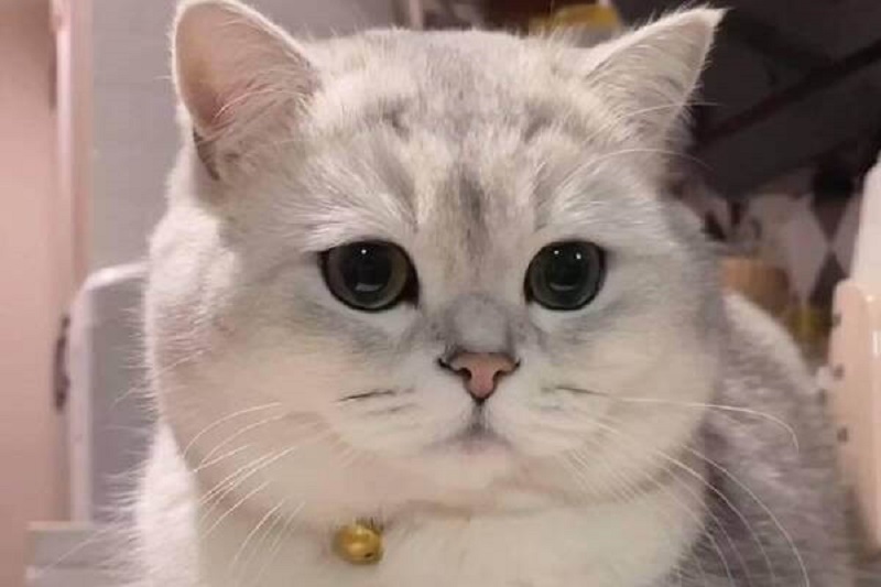 Mèo ALN là gì? Tìm hiểu loài mèo là hậu duệ của mèo Ai Cập