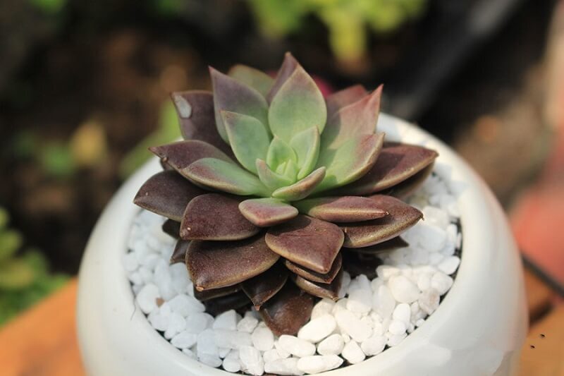 Cây sen đá có ý nghĩa gì? Ý nghĩa của một số loại sen đá