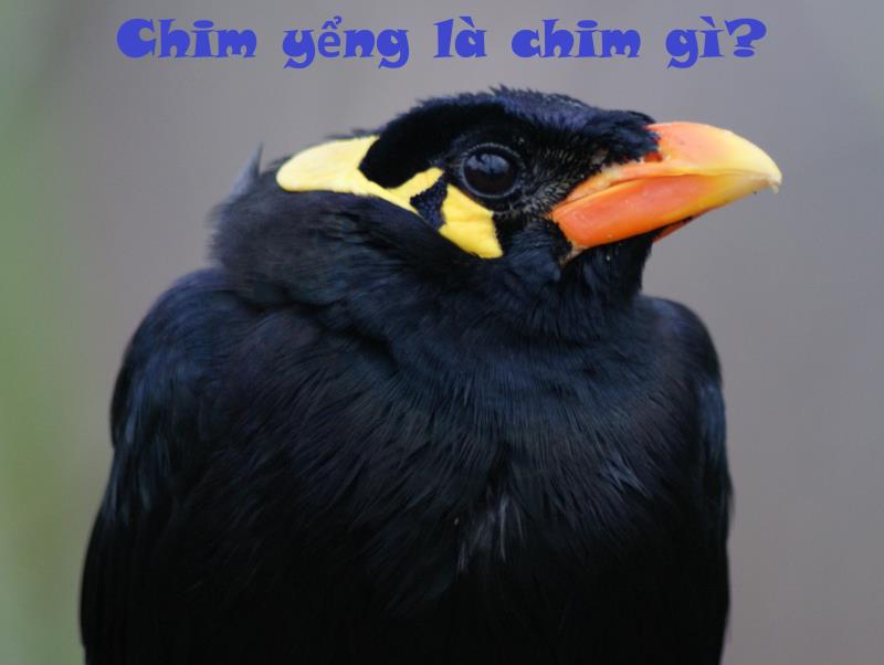 Chim yểng là chim gì? Cách dạy chim yểng biết nói chuyện
