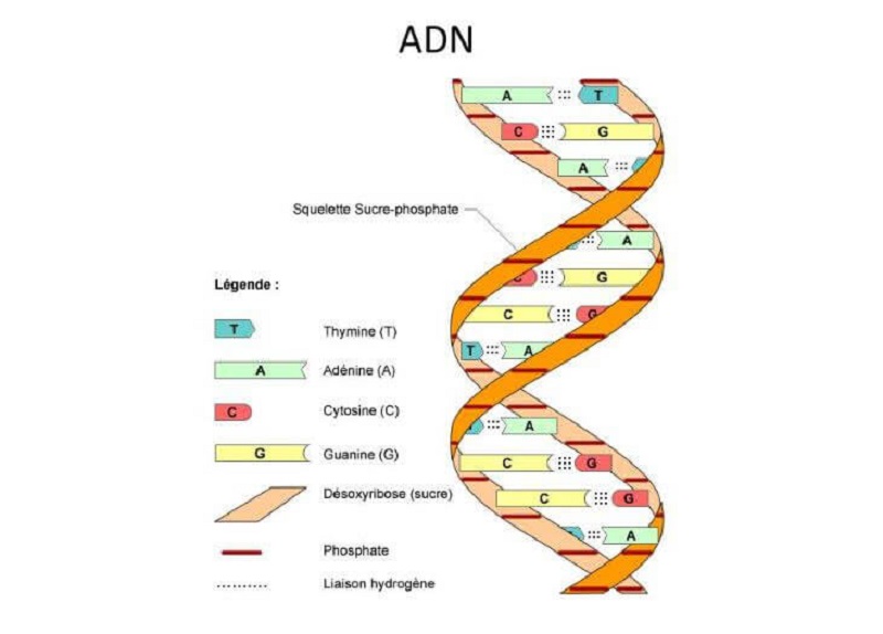 DNA là gì? Những ý nghĩa của DNA có thể bạn chưa biết