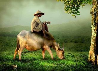 Bài thuyết minh về con trâu ở làng quê Việt Nam